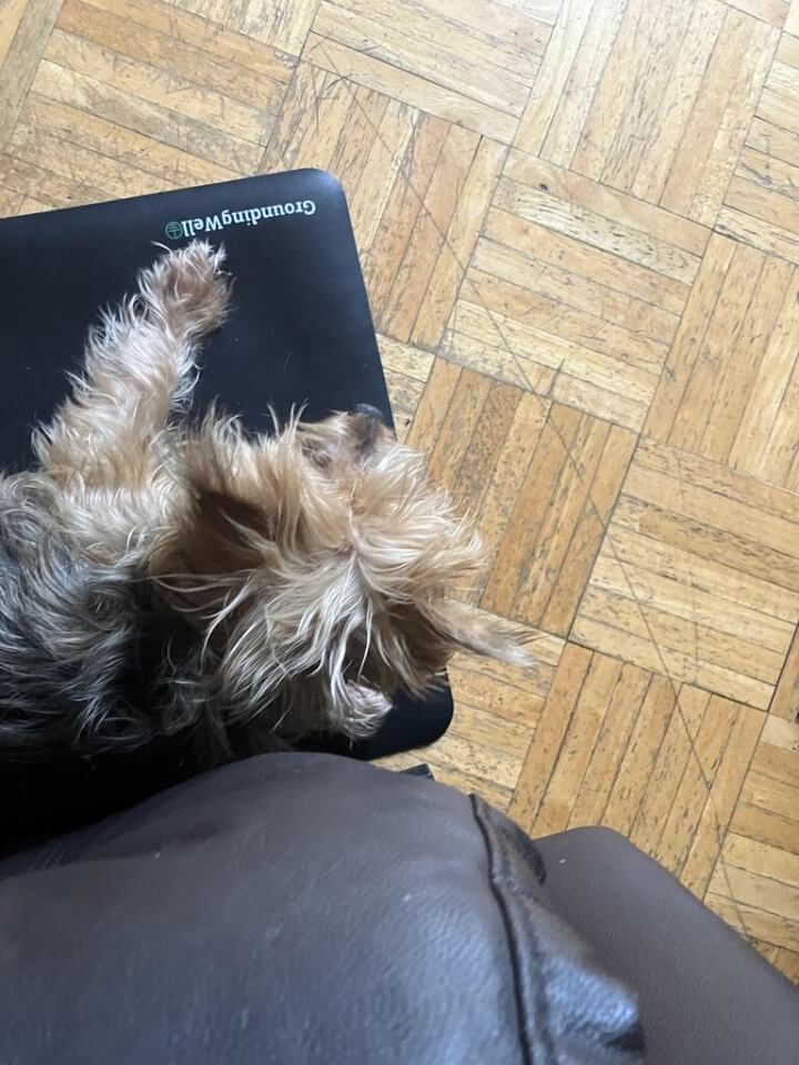 Premium Grounding Mat for Dogs | GroundingWell