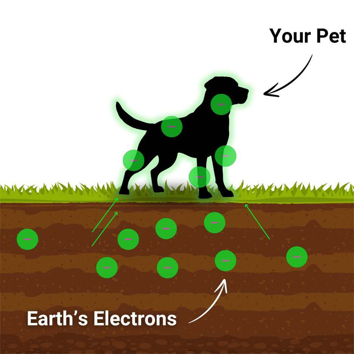 Premium Grounding Mat for Dogs | GroundingWell